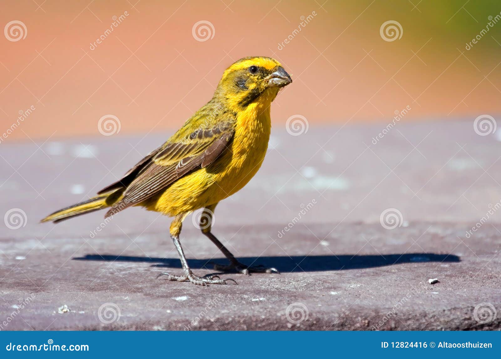 Yellow Canary stock photo. Image of closeup, beak, africa - 12824416