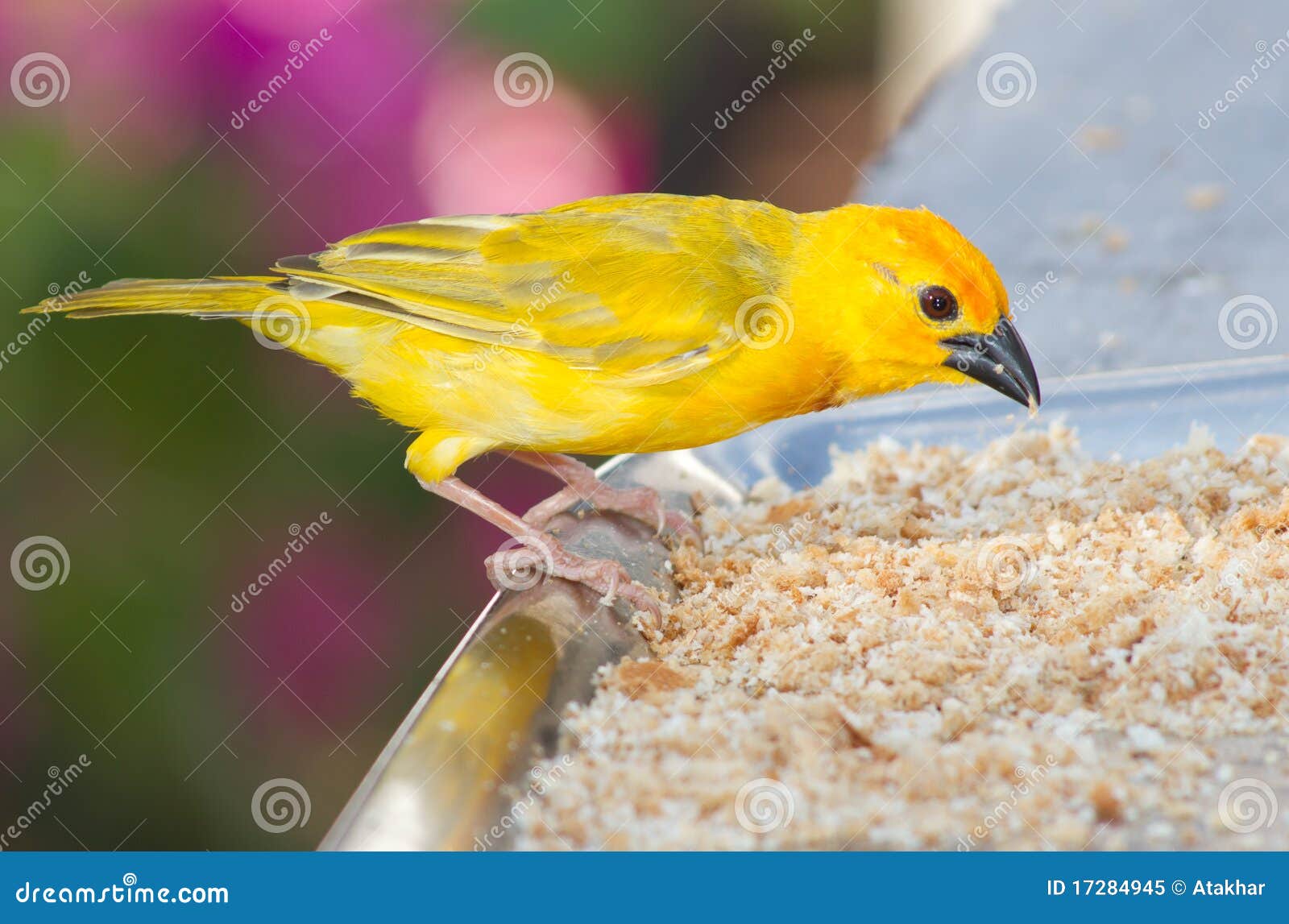 Yellow canary stock image. Image of feather, domestic - 17284945