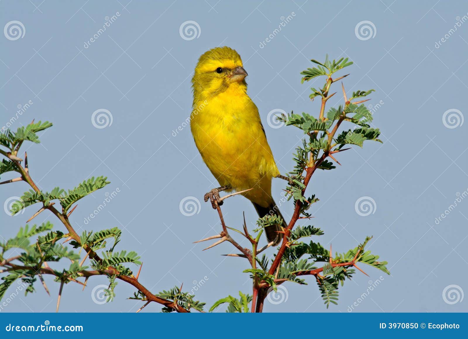 Yellow canary stock photo. Image of ecology, wilderness - 3970850