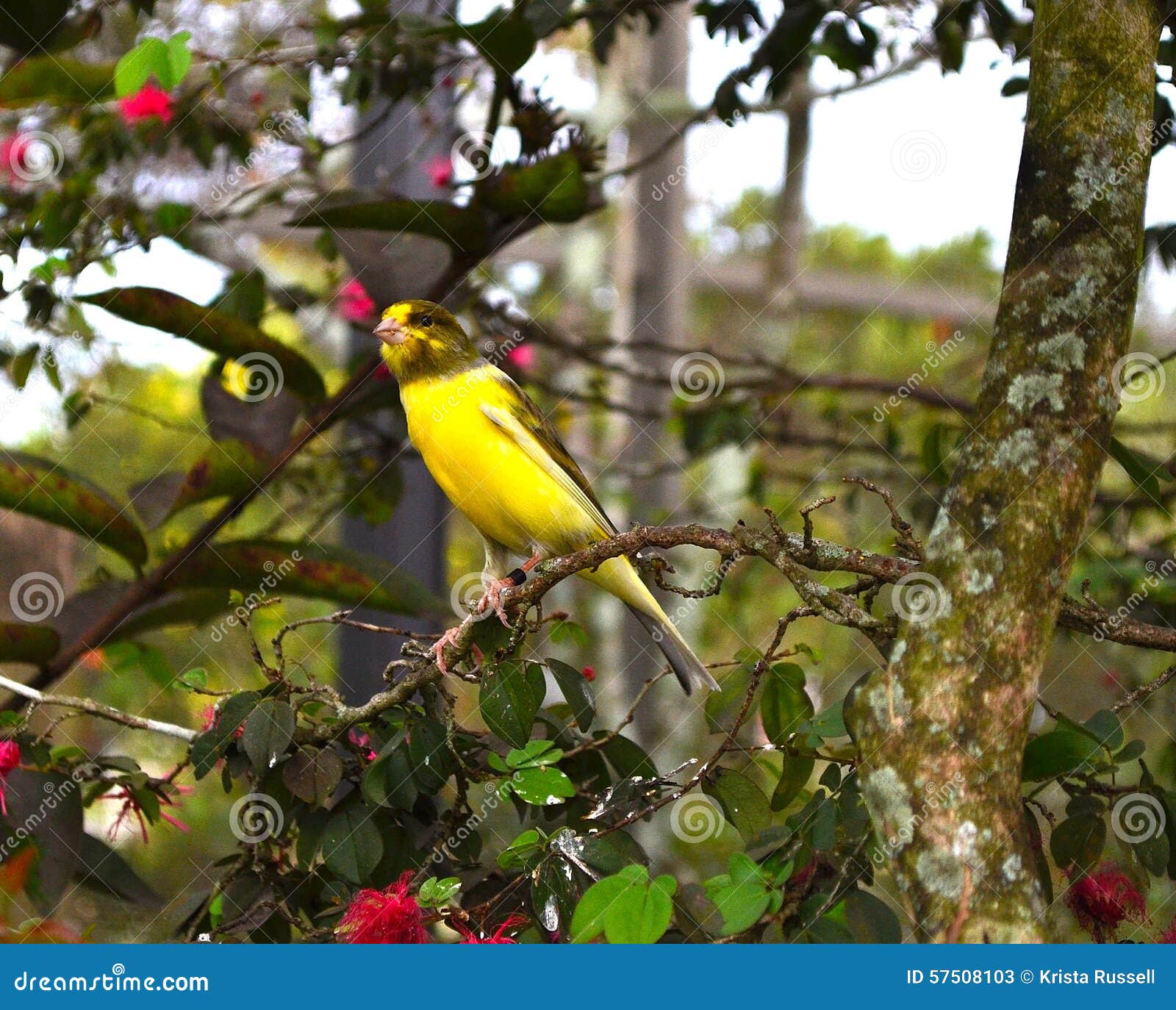 Yellow Canary Bird (Serinus Flaviventris) Perched on Branch. Stock ...