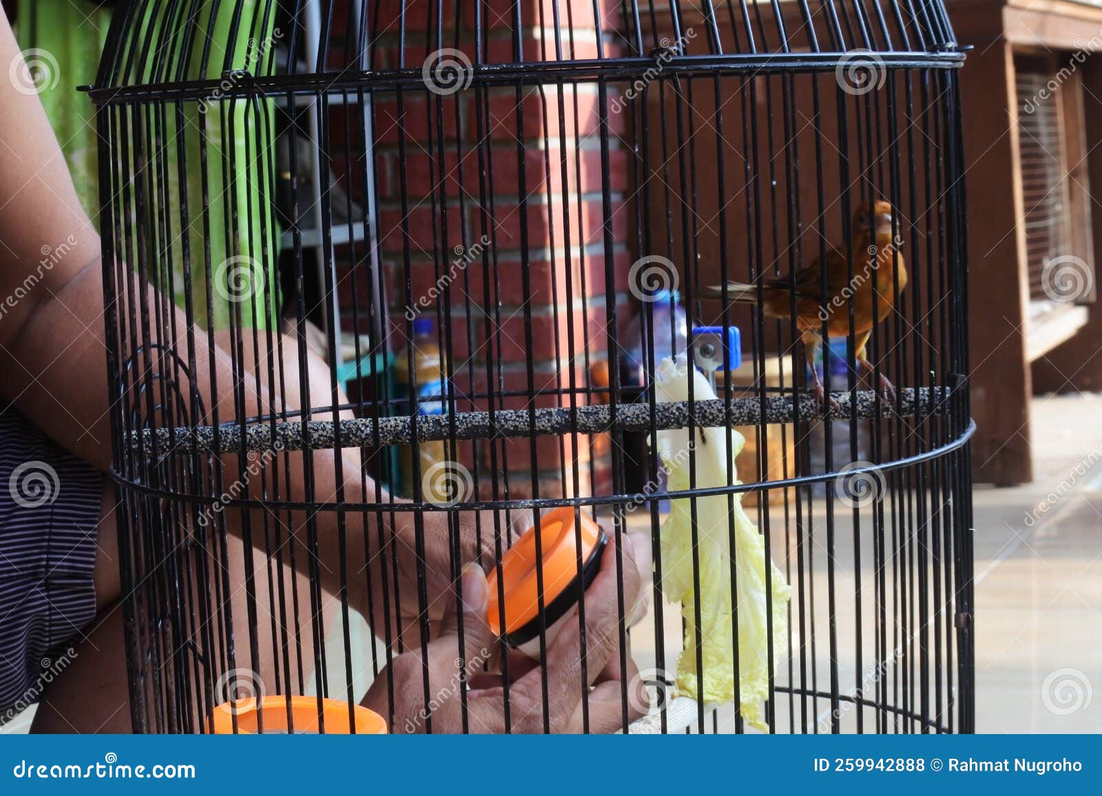 Yellow Canary in a Cage. Pets in Cages Photos Stock Photo - Image of ...