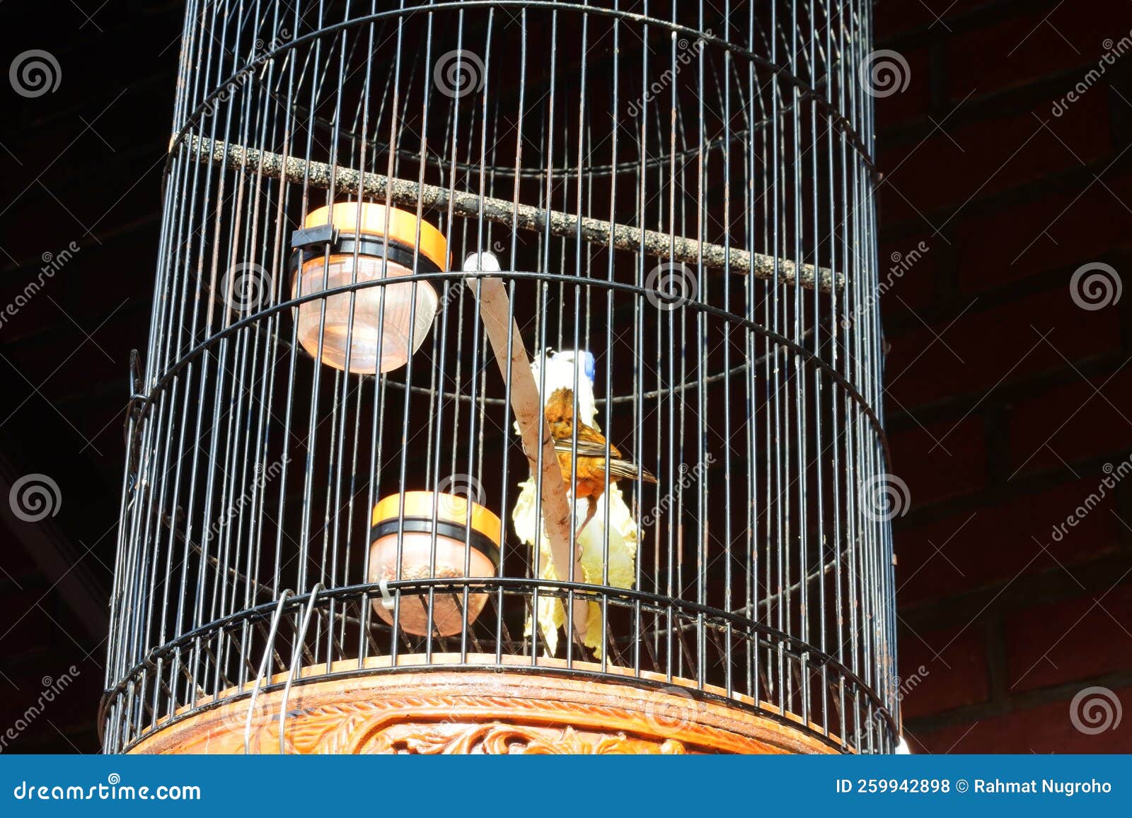 Yellow Canary in a Cage. Pets in Cages Photos Stock Photo - Image of ...