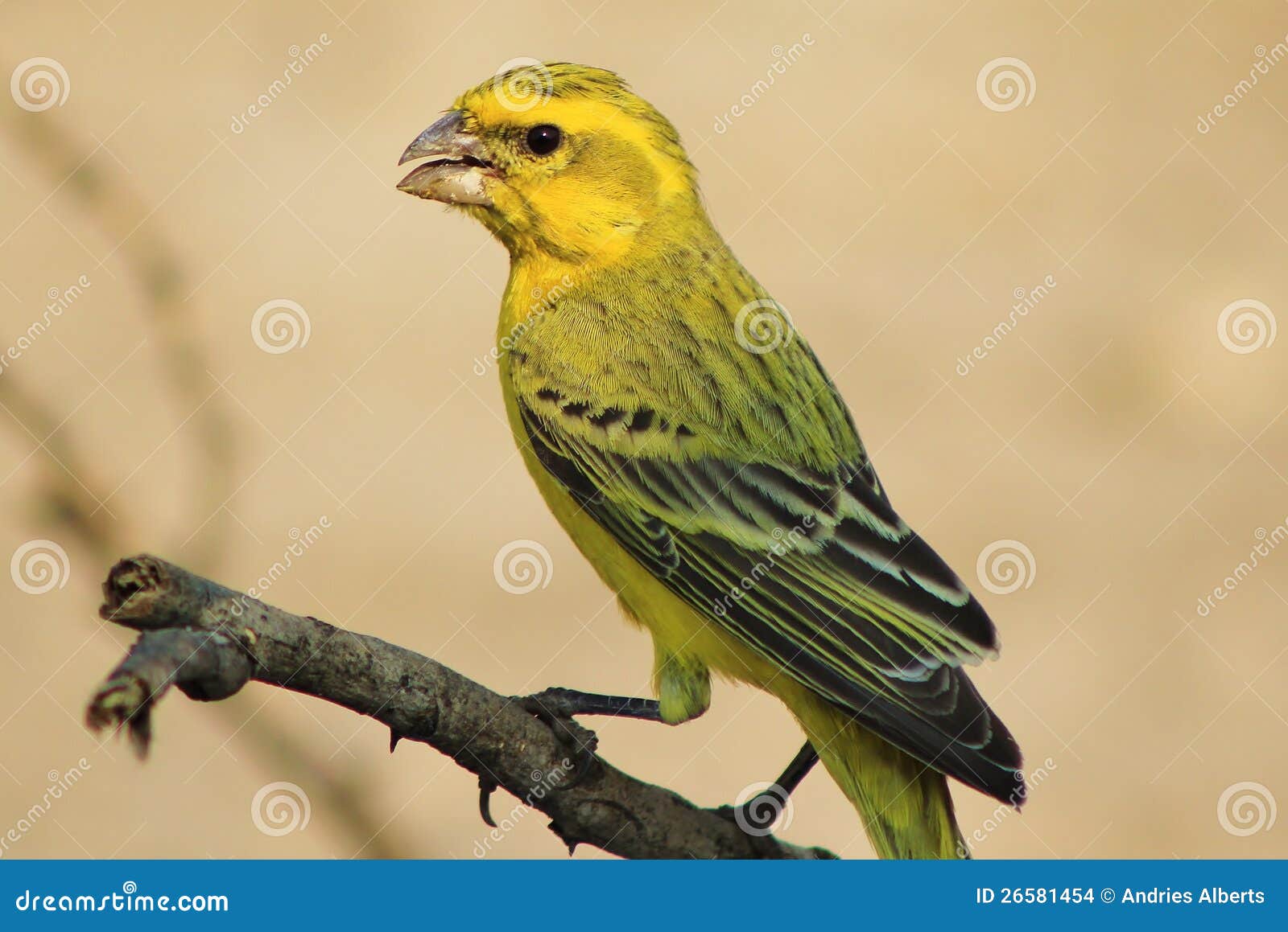Yellow Canary - Portrait of Gold Stock Photo - Image of bird, alert ...