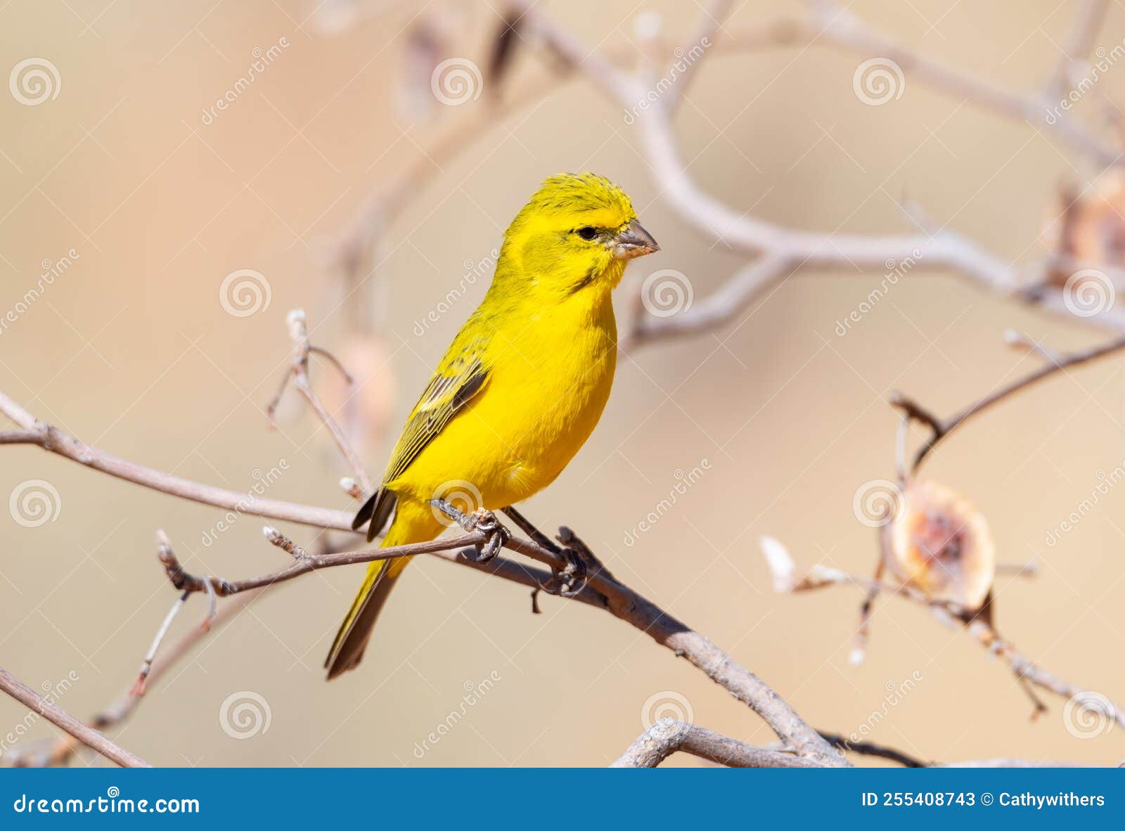 Yellow Canary stock image. Image of crithagra, crown - 255408743