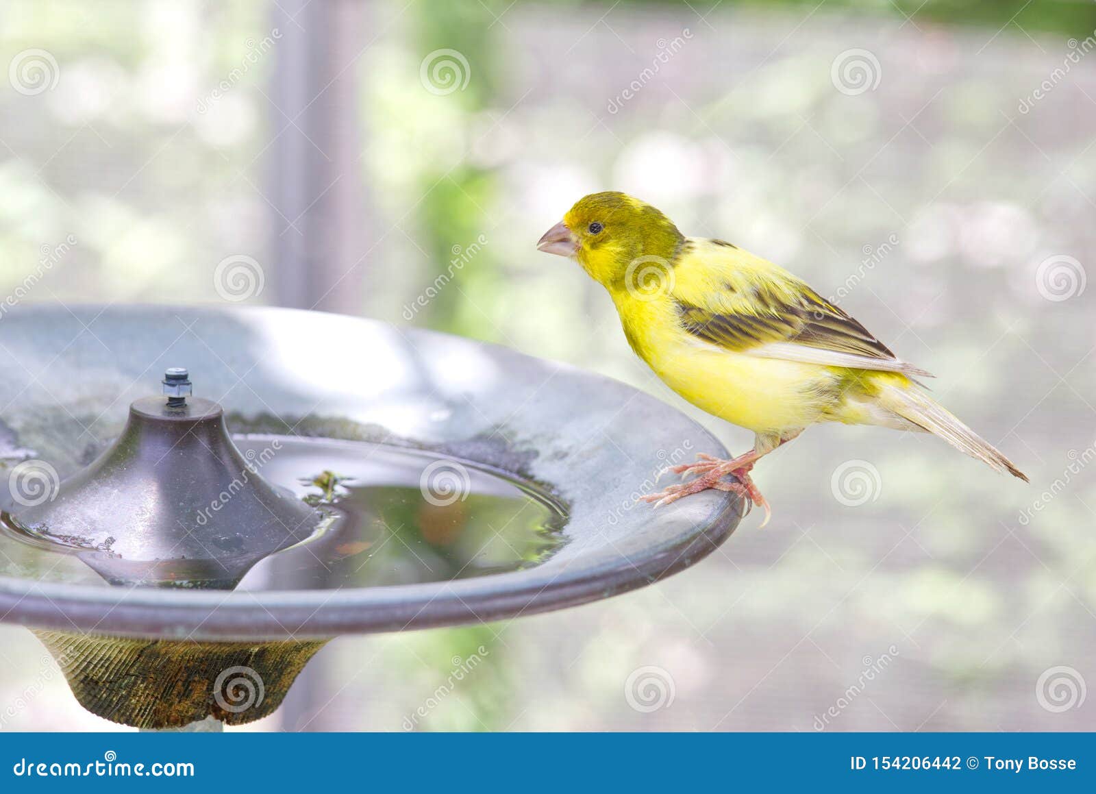 Yellow Canary stock photo. Image of bird, bowl, perch - 154206442