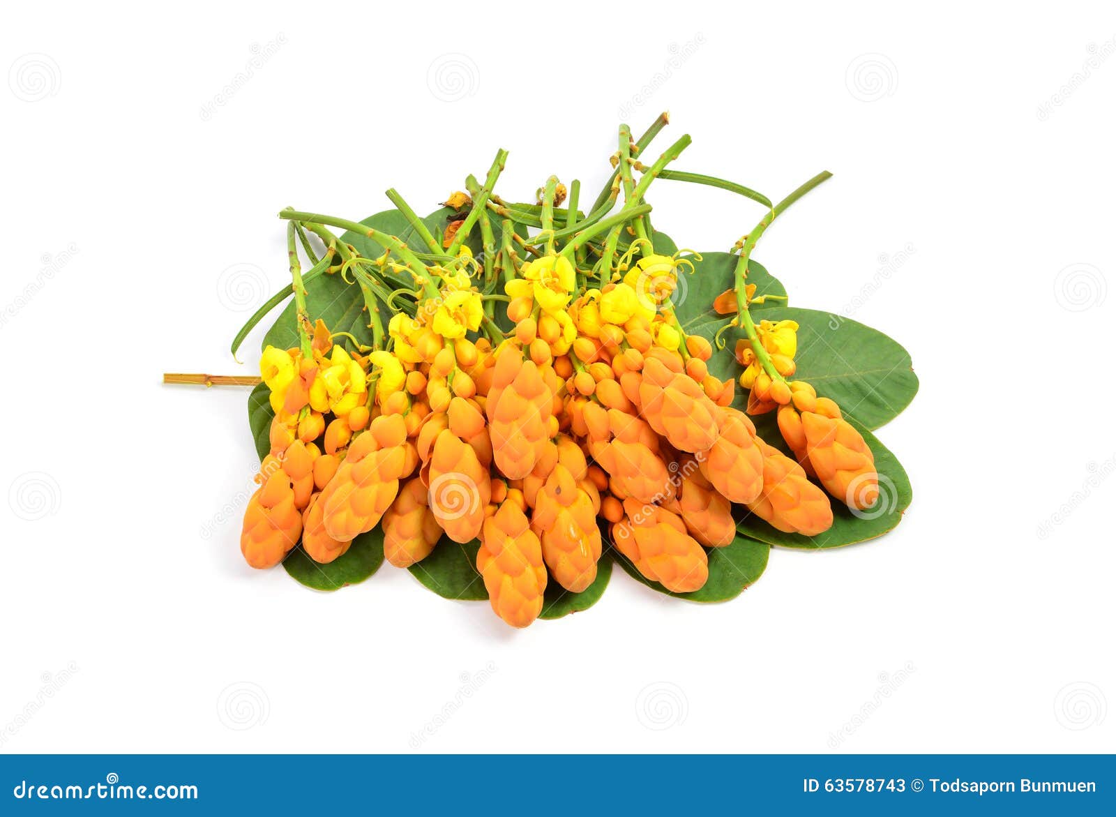 Candle Bush Flowers In The Plantation . Beautiful Senna Alata Plant ...