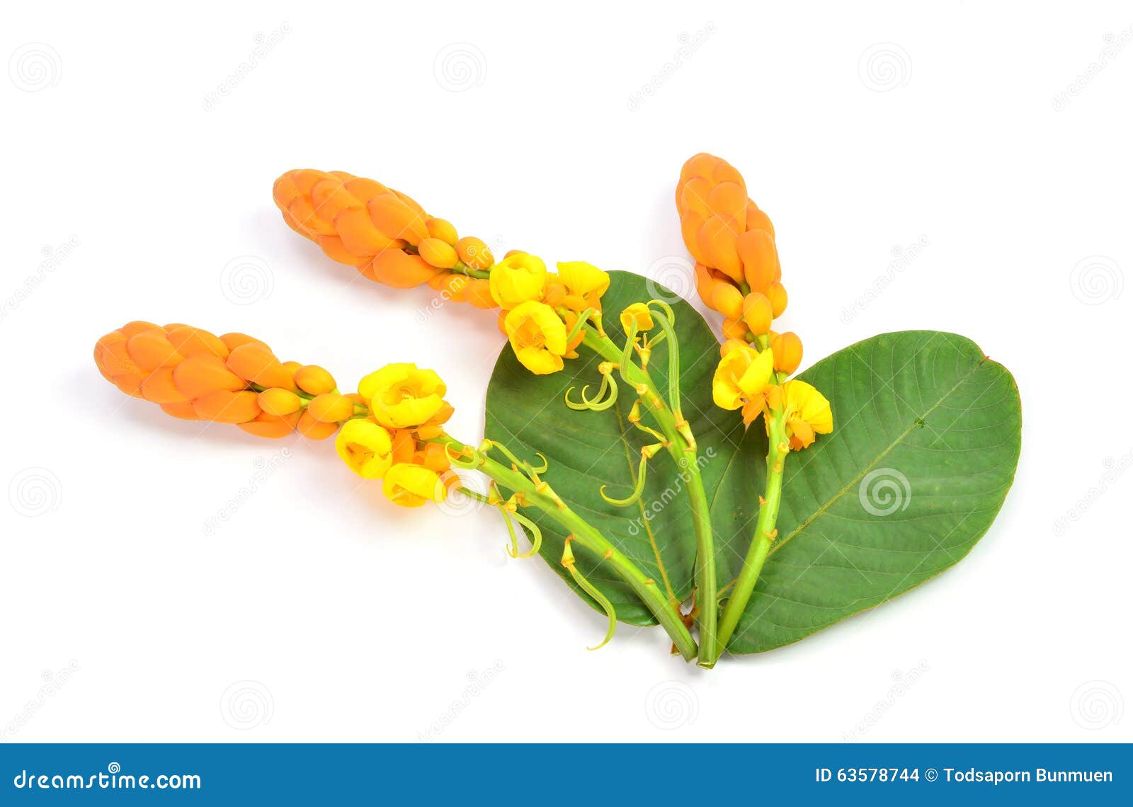 Candle Bush Flowers In The Plantation . Beautiful Senna Alata Plant ...