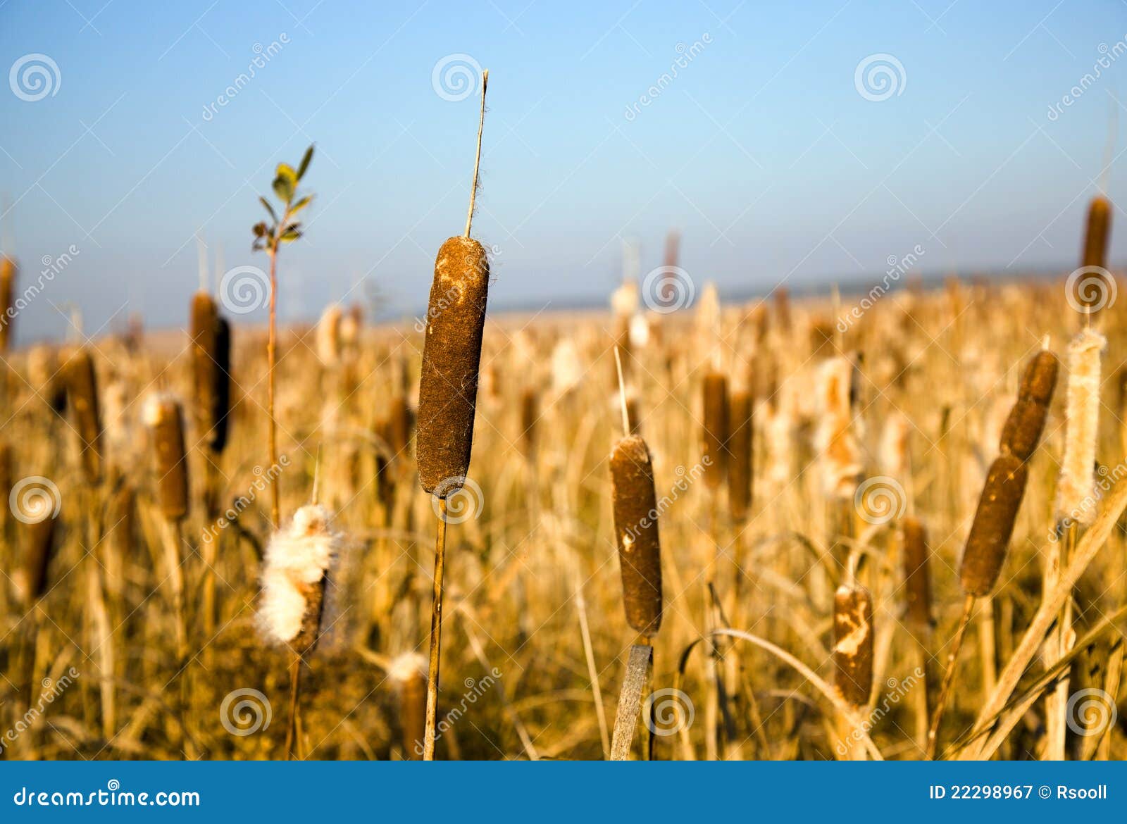 Yellow cane stock image. Image of leaf, bole, autumn - 22298967