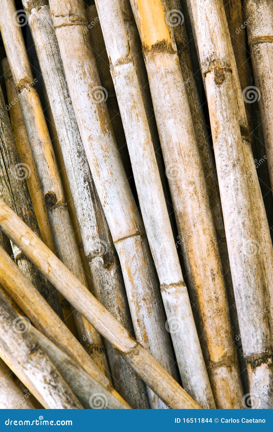 Yellow canes stock photo. Image of environment, plant - 16511844