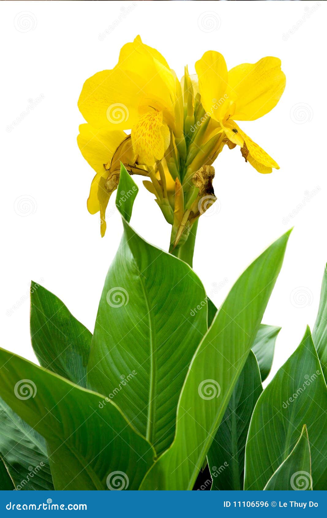 Yellow Canna Lily Flower In The Garden Royalty-Free Stock Photo ...