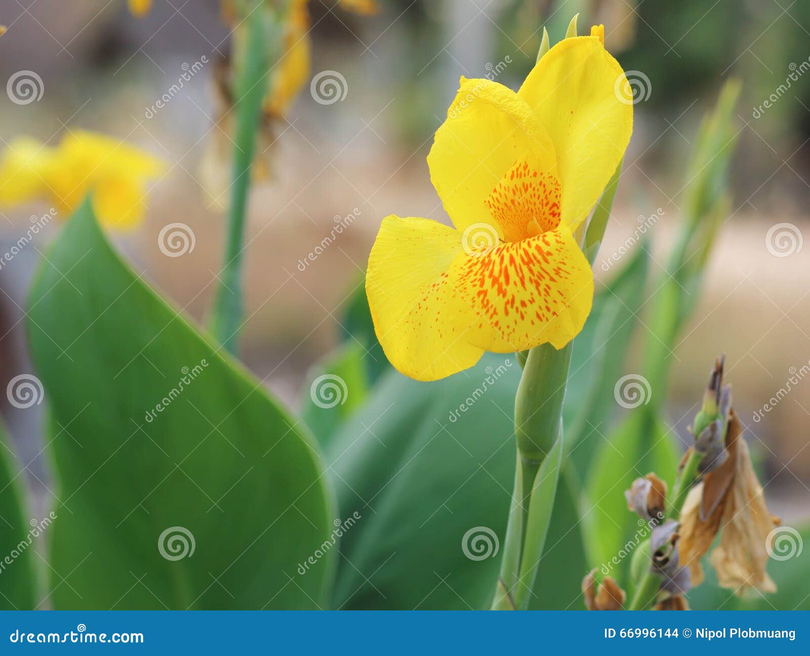 Yellow canna flower stock photo. Image of blossom, color - 66996144