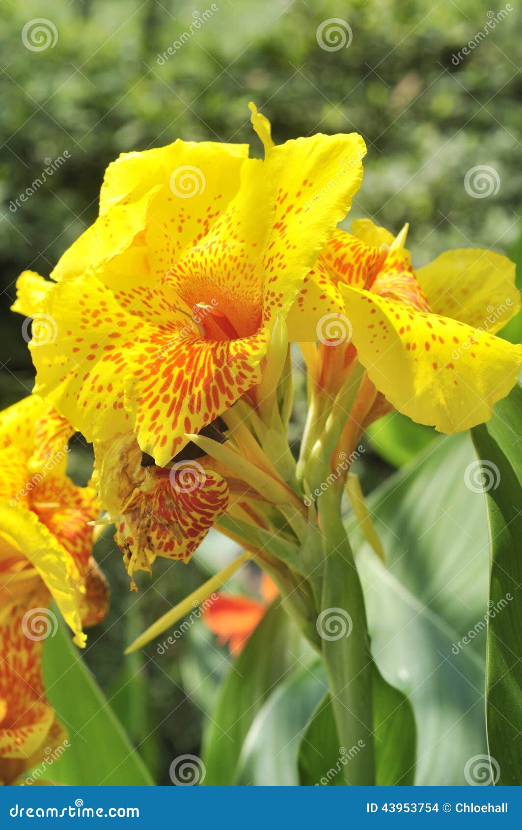 Yellow canna lily stock photo. Image of yellow, plant - 43953754