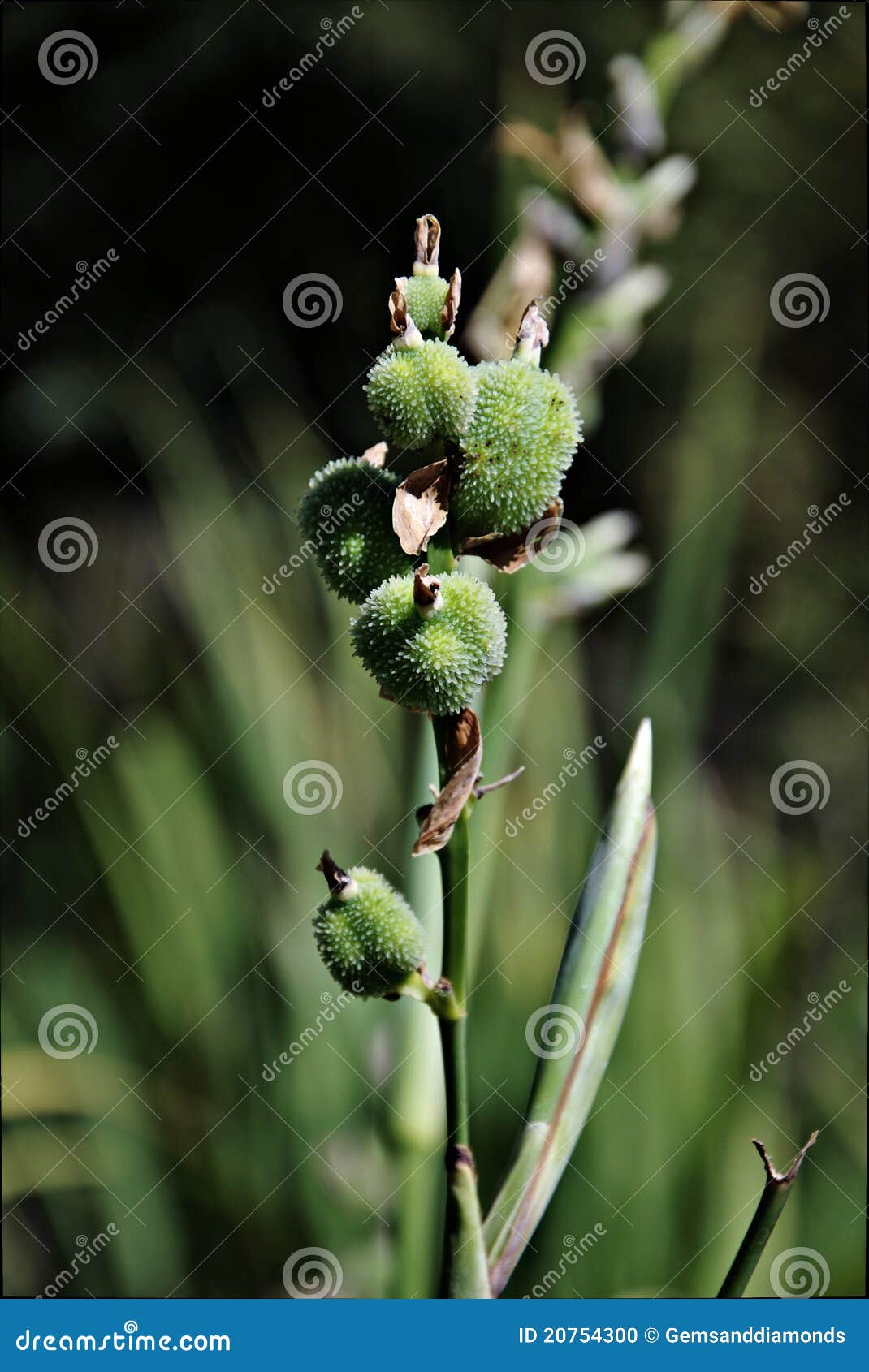 Yellow Canna Lily Pods stock photo. Image of canna, plant - 20754300