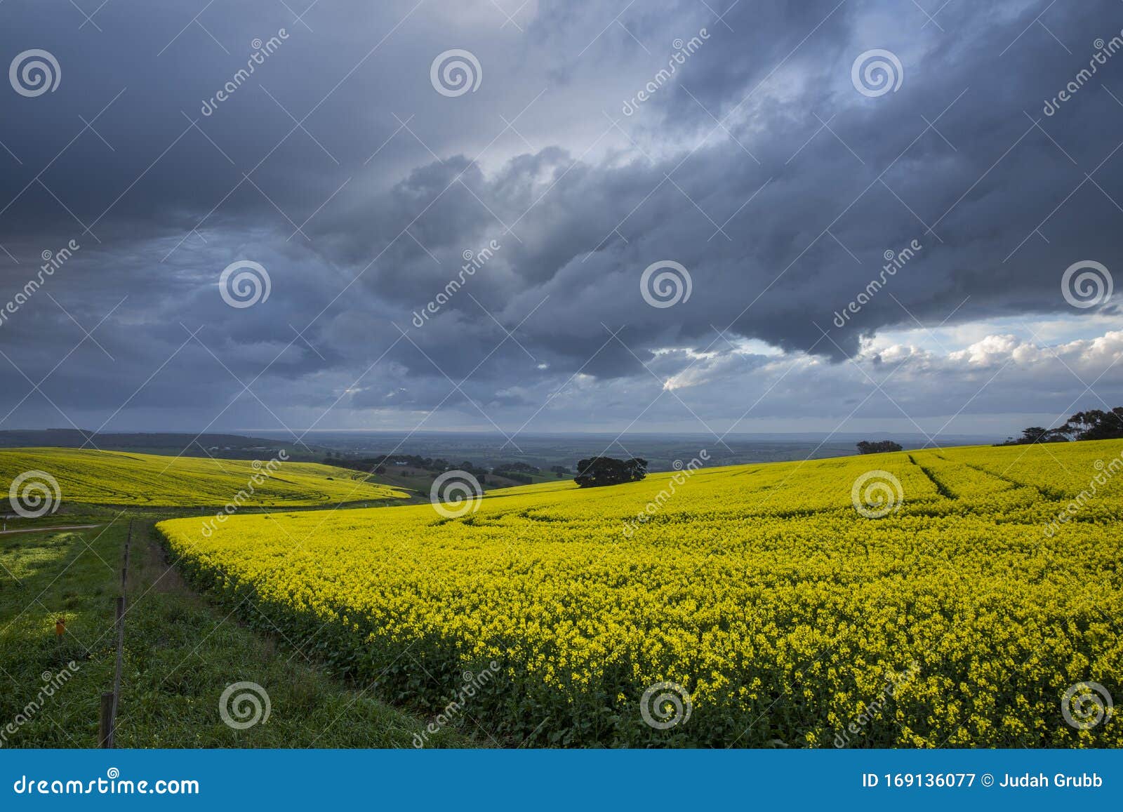 Canola Fields Under Moody Sky Stock Image - Image of horizon, covering ... Canola Fields Under Moody Sky Stock Image - Image of horizon, covering ...