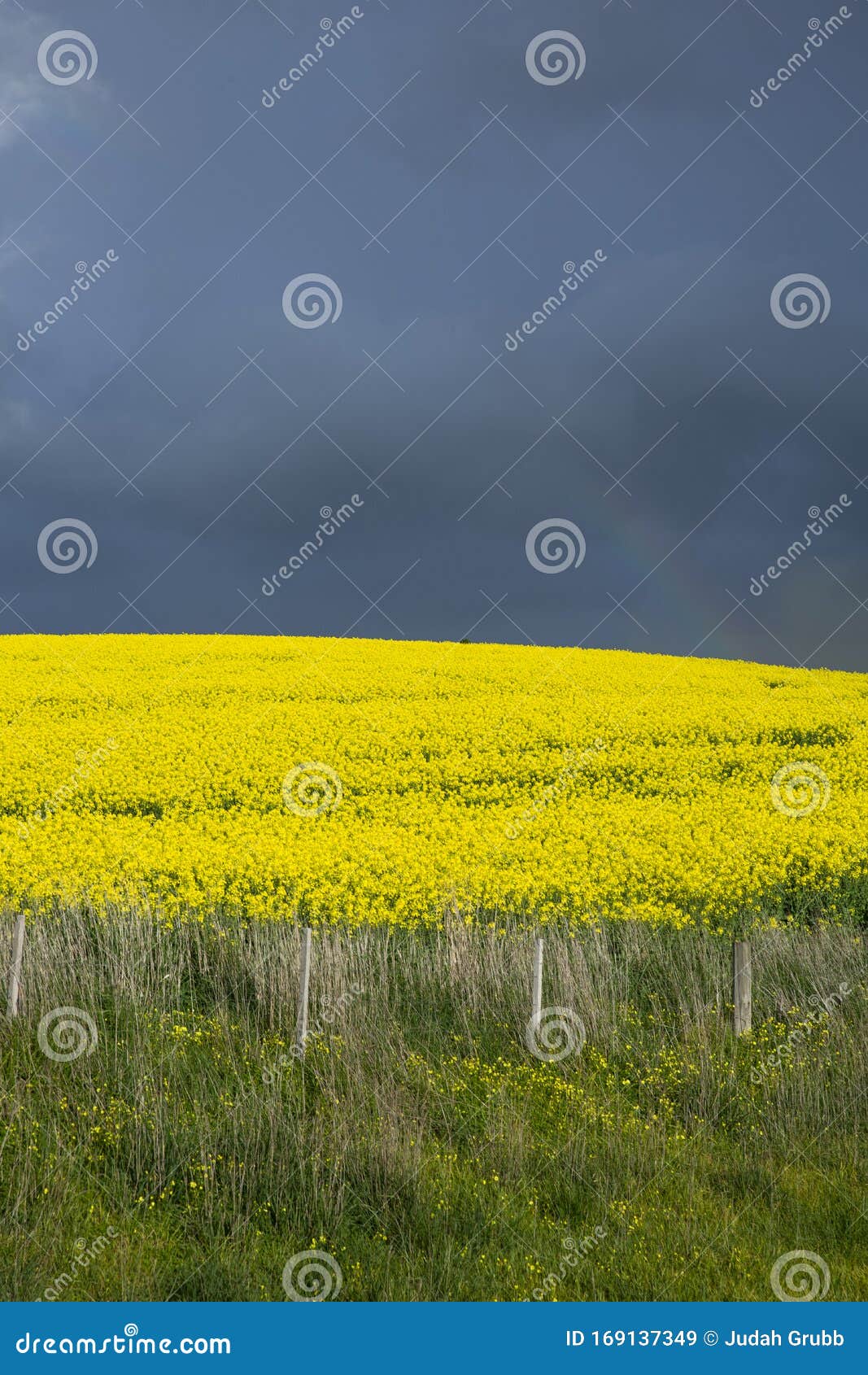 Canola Fields Under Moody Sky Stock Image - Image of gloomy, lines ... Canola Fields Under Moody Sky Stock Image - Image of gloomy, lines ...