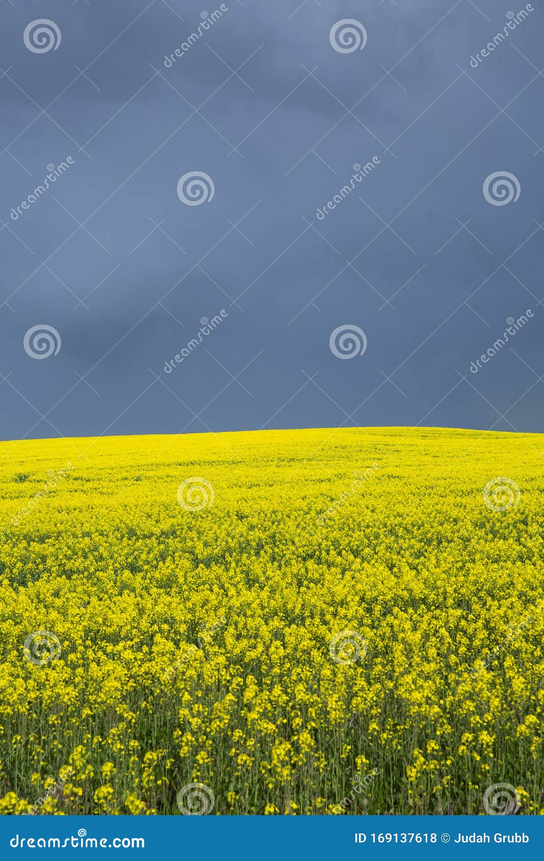 Canola Fields Under Moody Sky Stock Photo - Image of canola, country ... Canola Fields Under Moody Sky Stock Photo - Image of canola, country ...