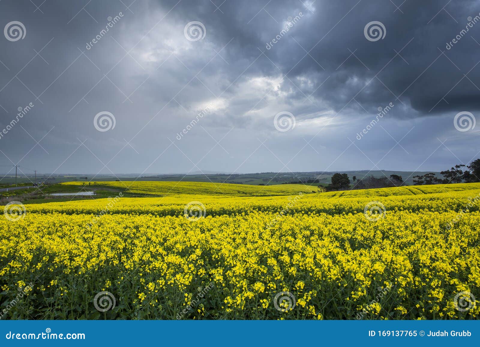 Canola Fields Under Moody Sky Stock Image - Image of horizon, landscape ... Canola Fields Under Moody Sky Stock Image - Image of horizon, landscape ...