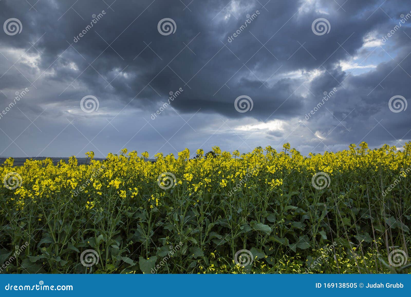 Canola Fields Under Moody Sky Stock Image - Image of land, country ... Canola Fields Under Moody Sky Stock Image - Image of land, country ...