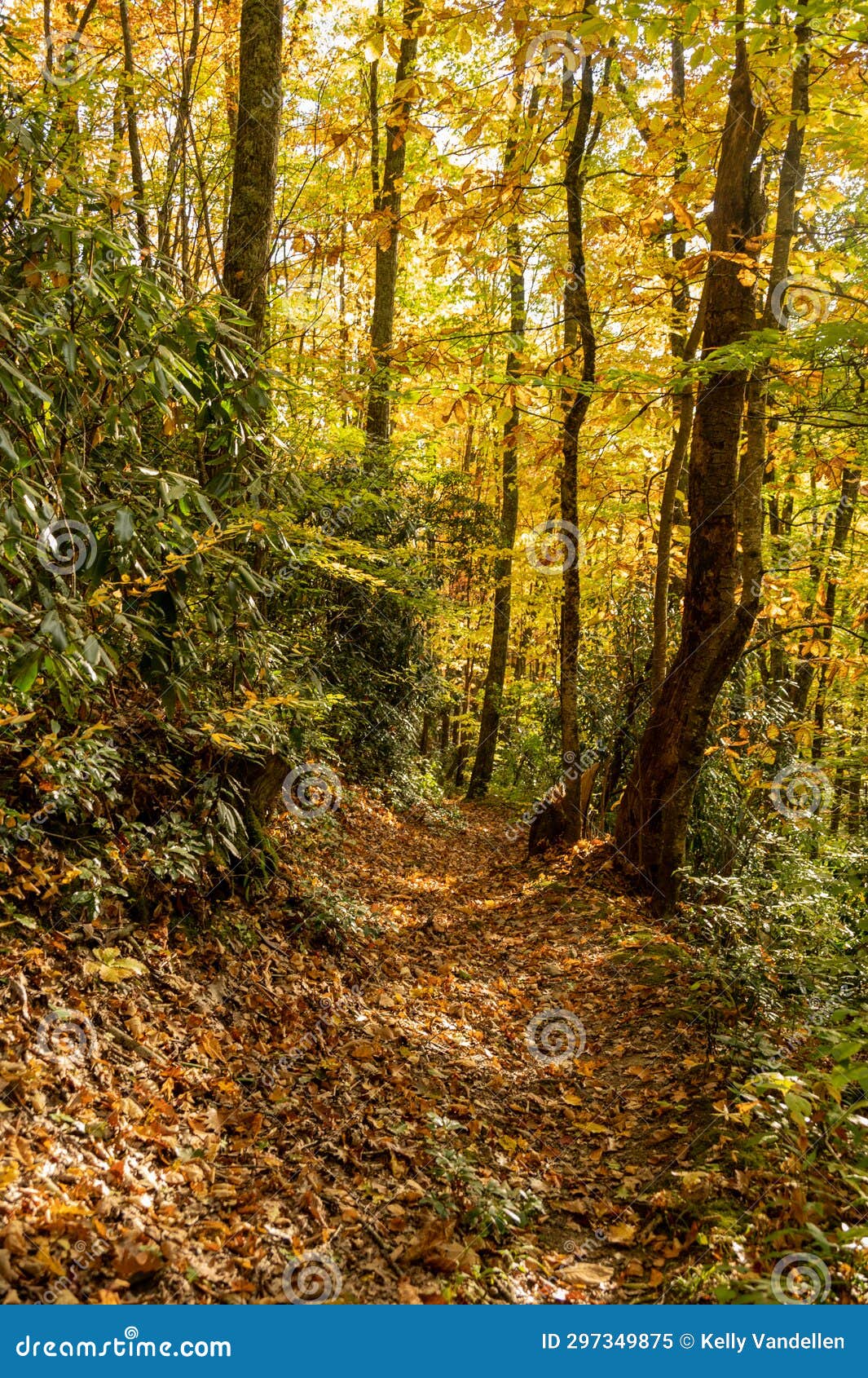 Yellow Canopy of Trees Over Beech Gap Trail Stock Image - Image of ...