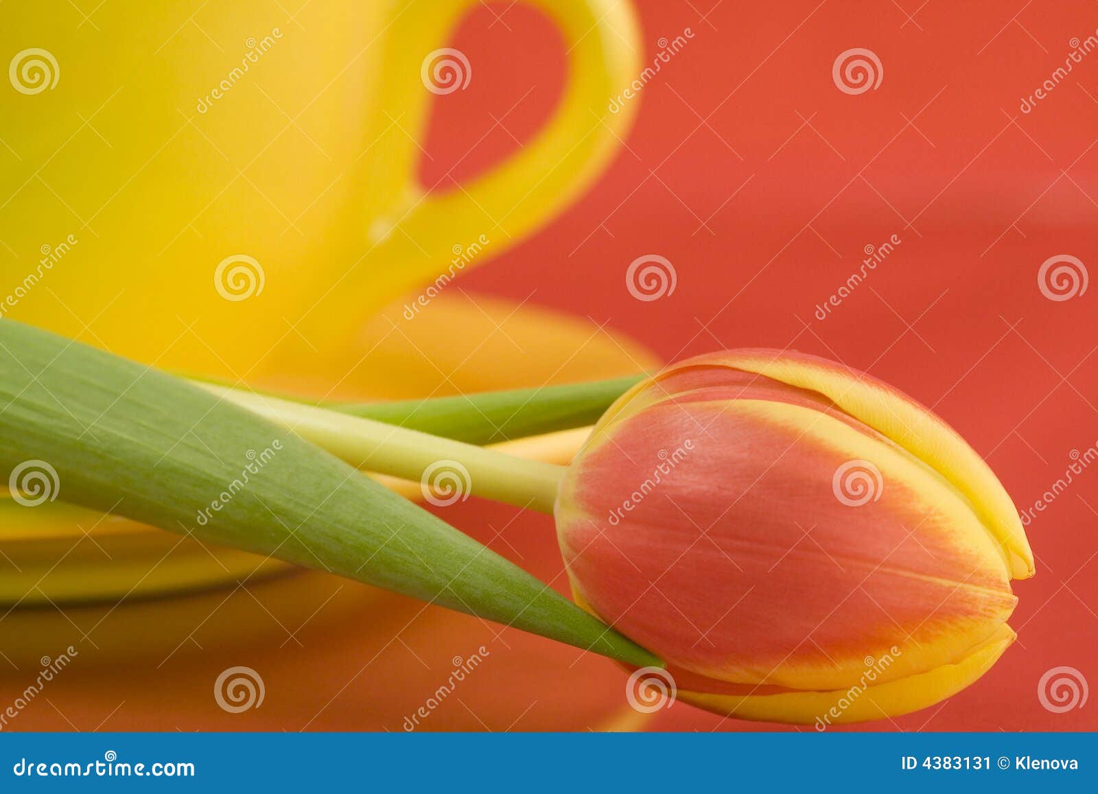 Yellow cap and tulip stock image. Image of mothers, circle - 4383131