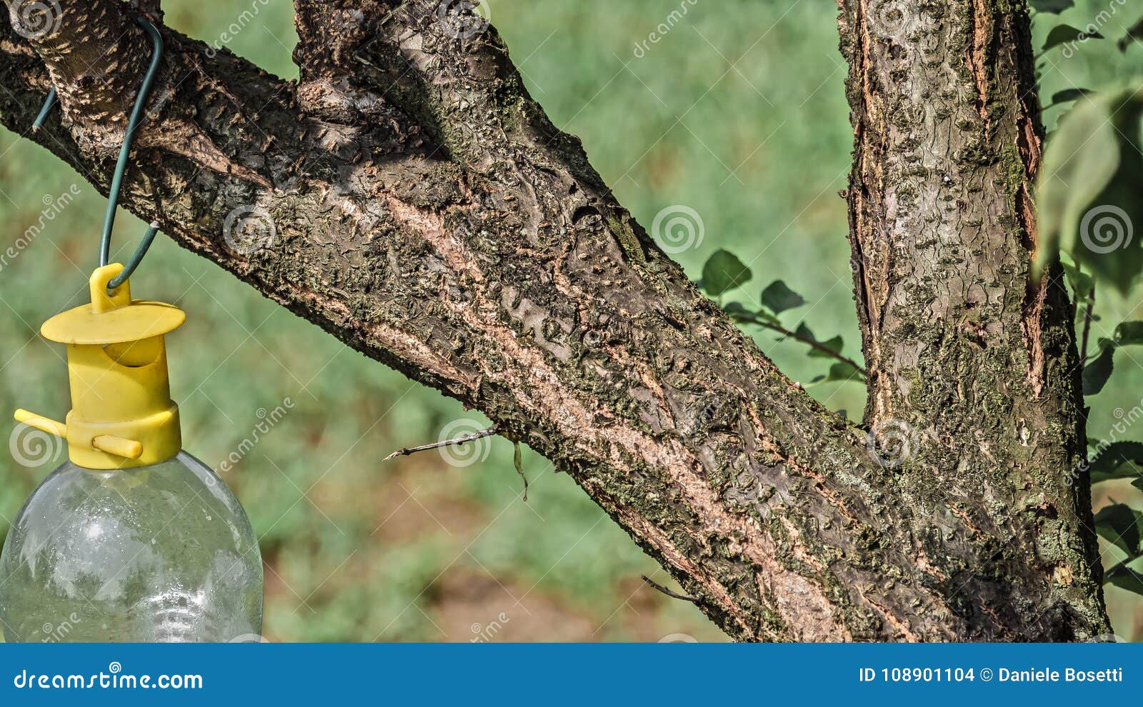 Bottle get insects stock photo. Image of bottle, insects - 108901104