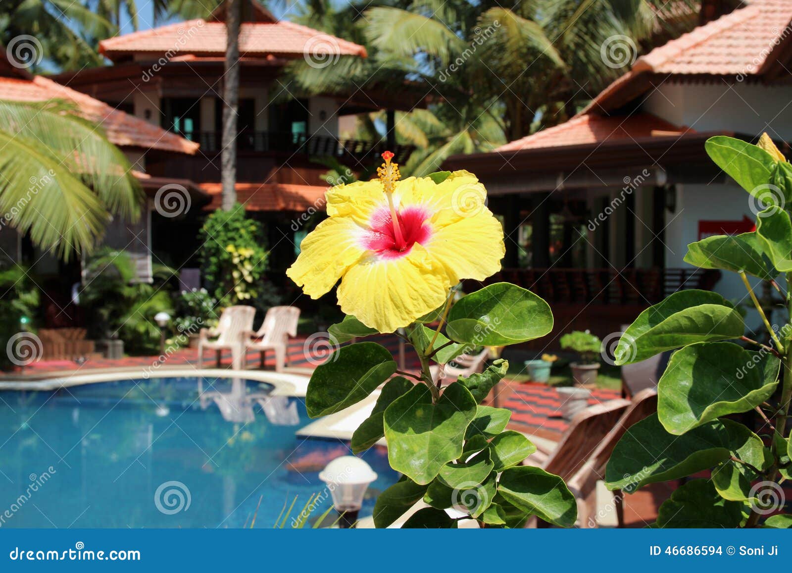 Yellow Carcade Flower on the Tropical View Background Stock Photo ...
