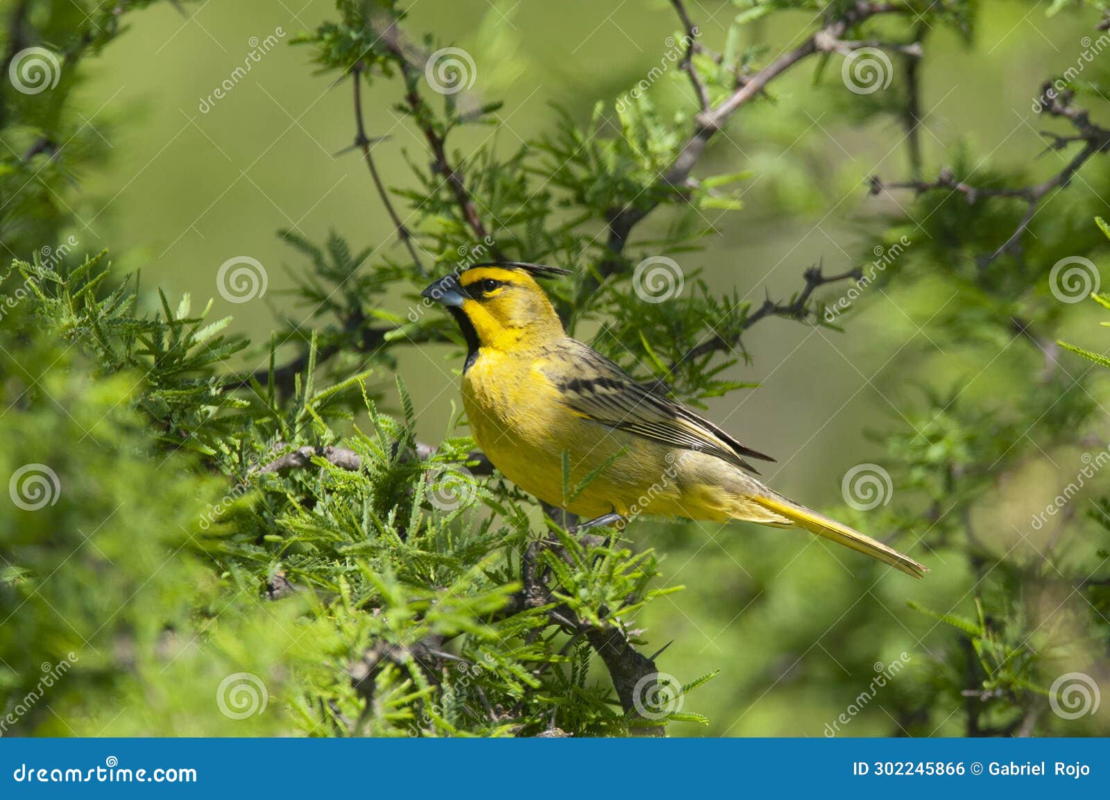 Yellow Cardinal, Gubernatrix Cristata, Endangered Species Stock Photo ...