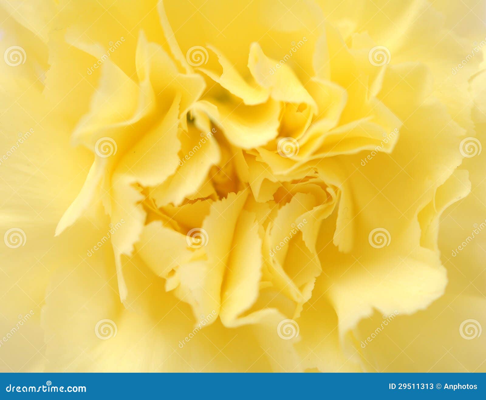 Yellow carnation stock image. Image of floral, natural - 29511313