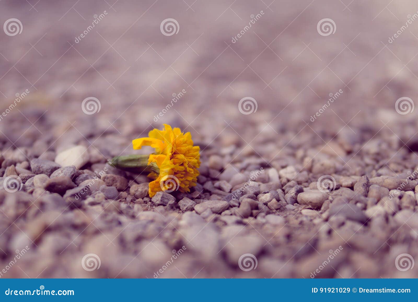 Yellow carnation stock image. Image of carnation, color - 91921029