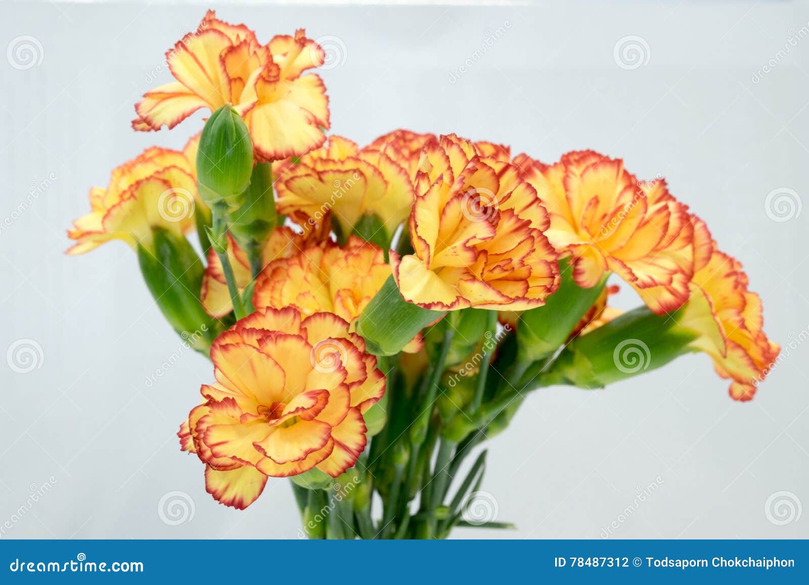 Yellow Carnation stock photo. Image of flora, aroma, carnation - 78487312