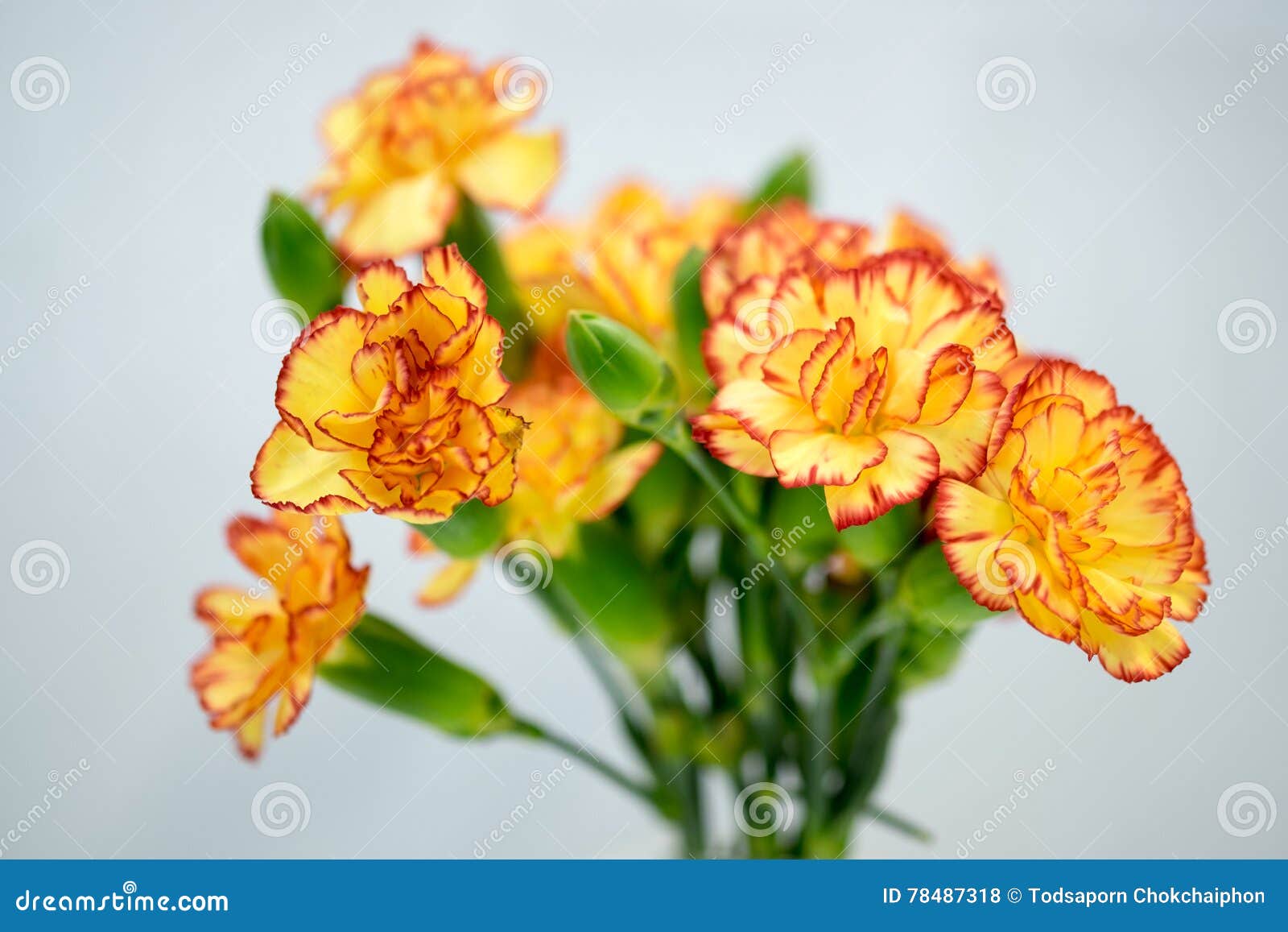 Yellow Carnation Known As Chinese Clabel Royalty-Free Stock Photography ...