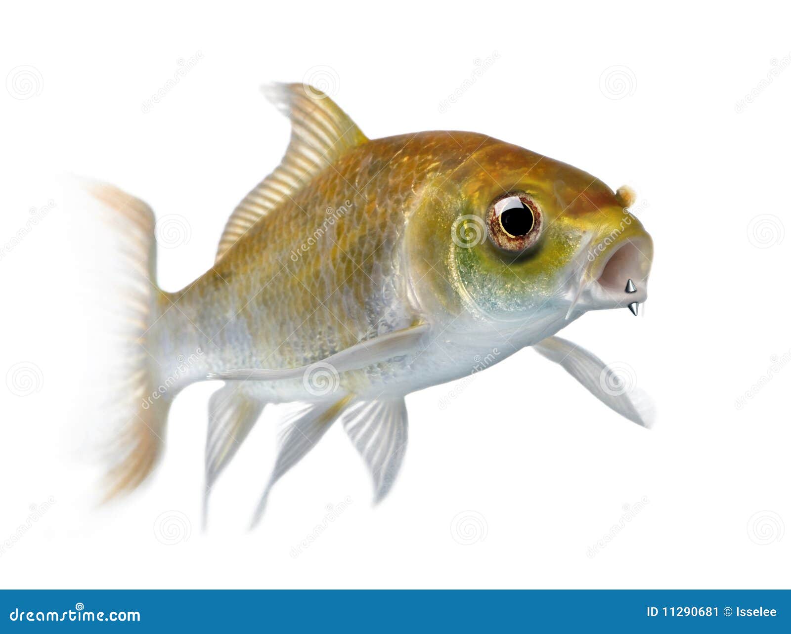 Koi Carp Fish Isolated. Side View Goldfish Decorative Crucian Carp ...