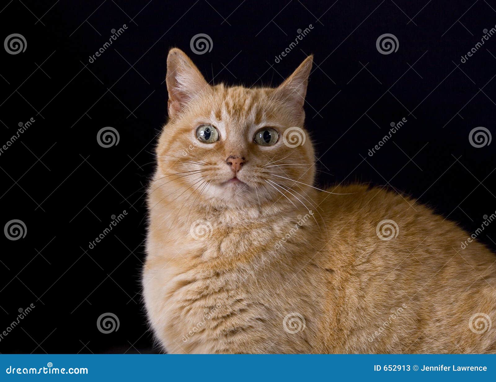 Yellow Cat-01 stock image. Image of furry, purring, pensive - 652913