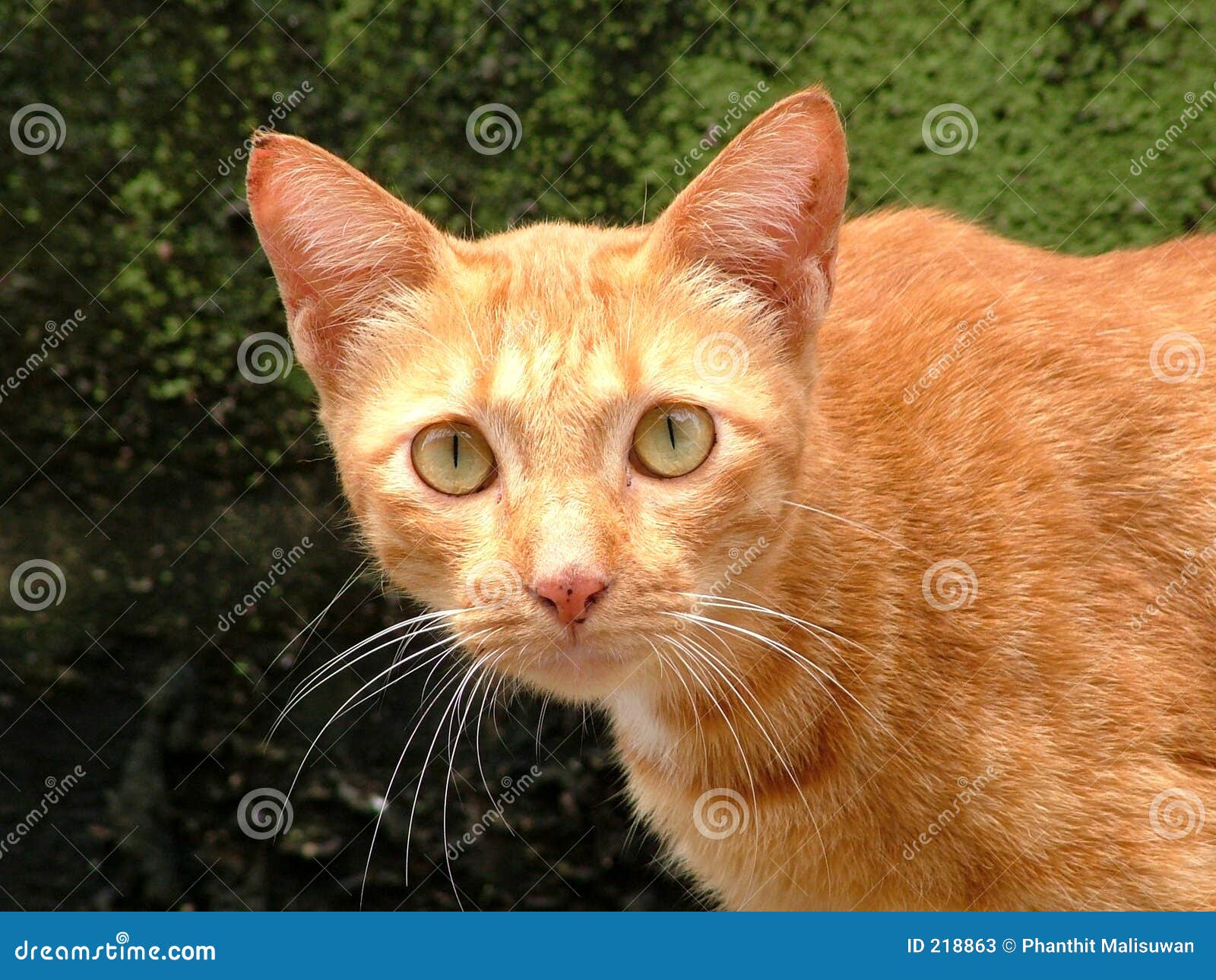 Yellow cat. Thai Cat. stock image. Image of outdoor, animal - 218863