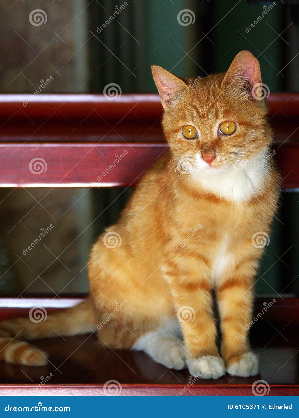 Yellow cat stock image. Image of live, feline, stairs - 6105371