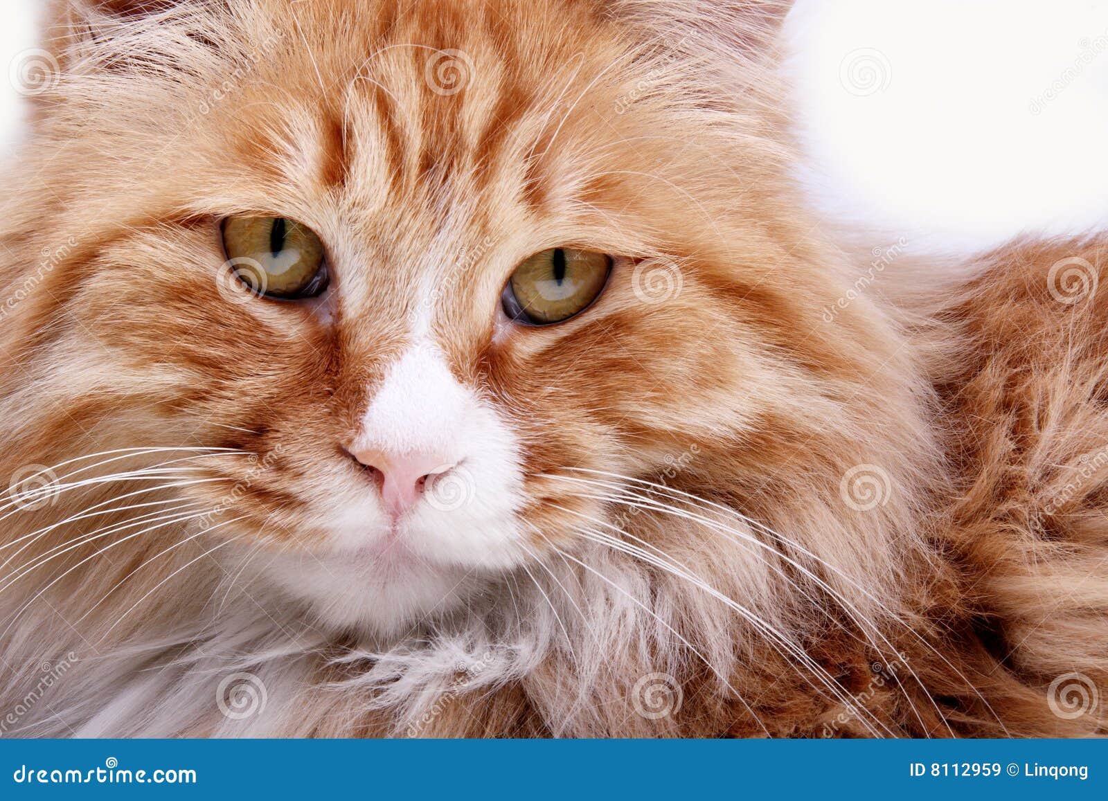 Yellow cat. stock image. Image of life, eating, meow, food - 8112959