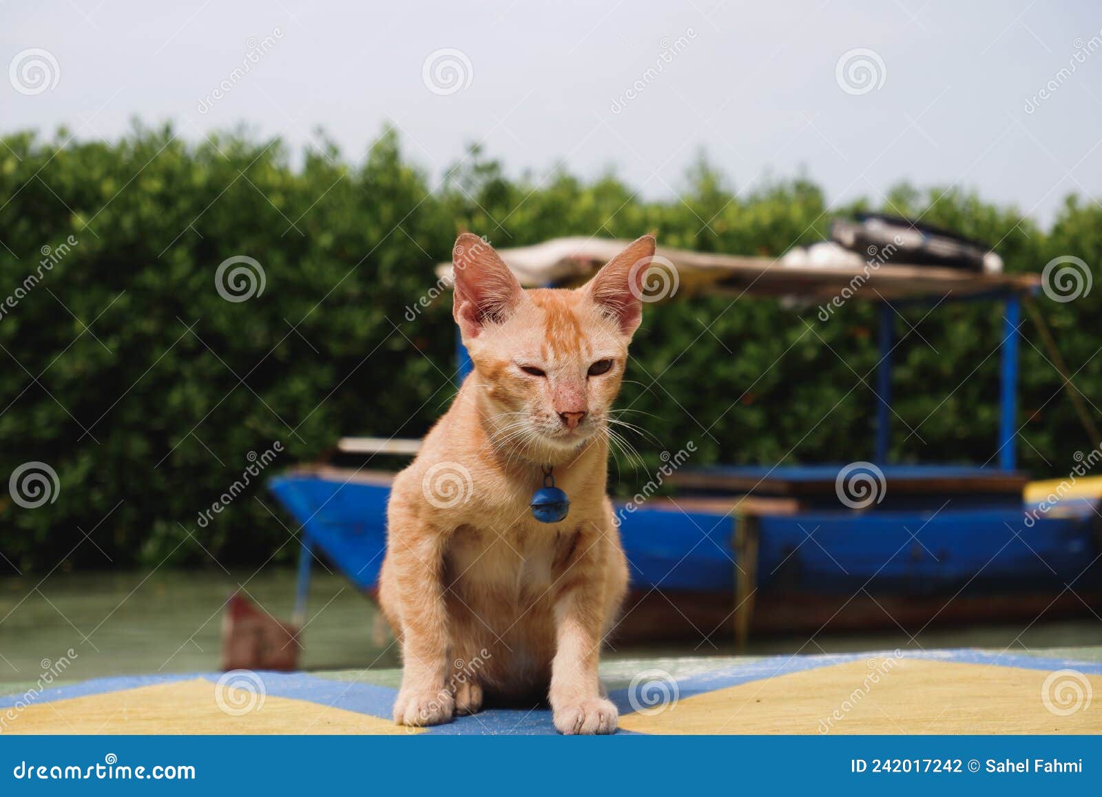 Yellow Cat with Blue Bell Hanging from His Neck Stock Photo - Image of ...