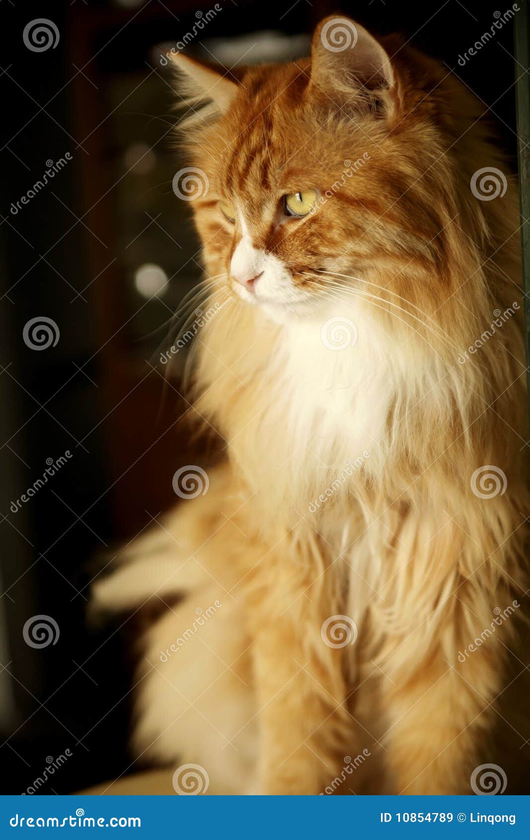 Yellow cat close-up stock image. Image of pets, eyed - 10854789
