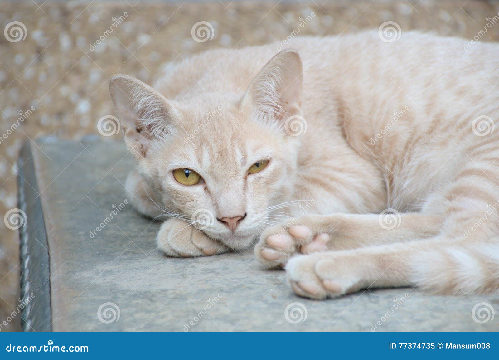 Yellow cat stock image. Image of yellow, face, mammal - 77374735