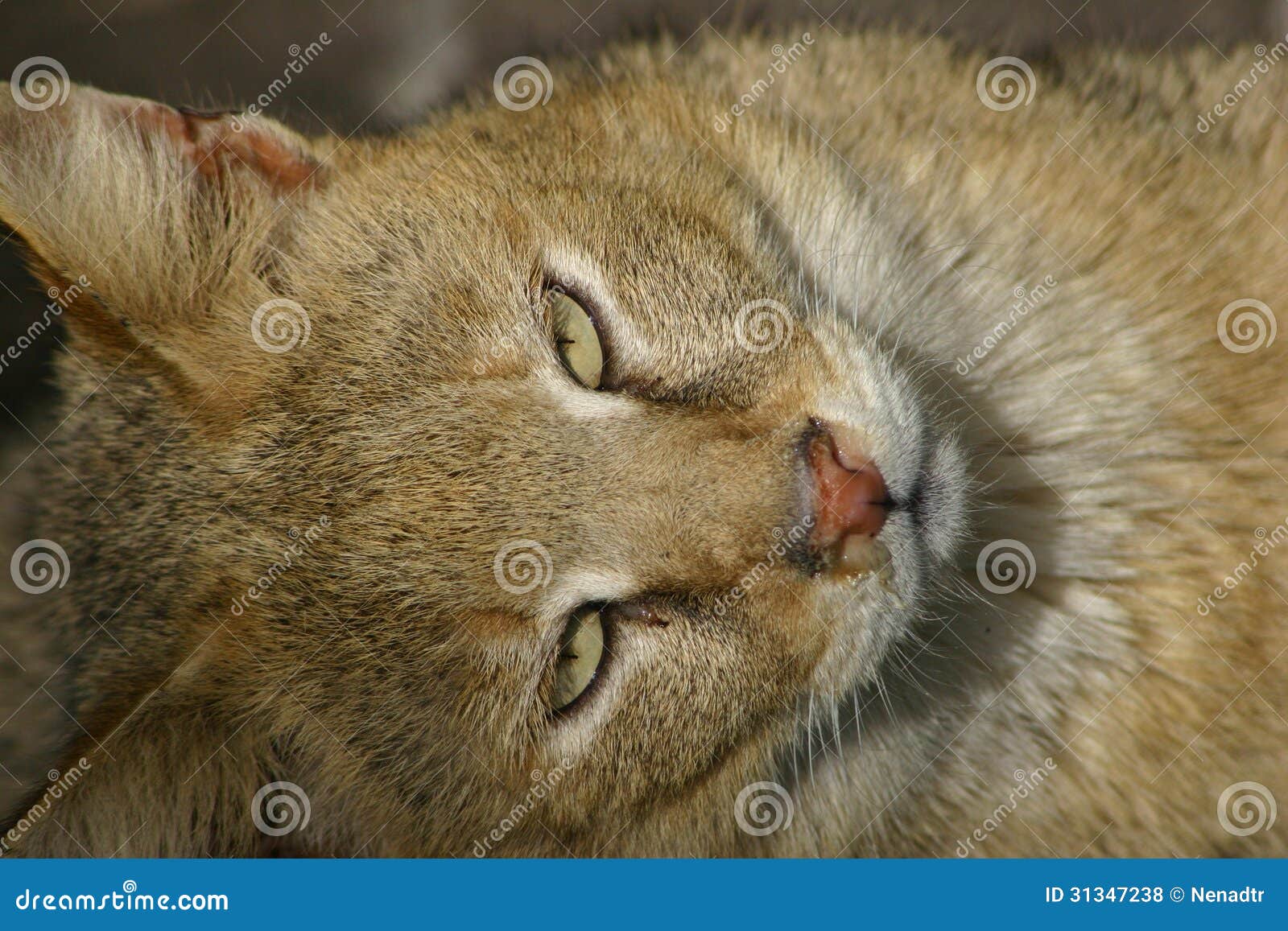 Yellow cat stock photo. Image of companions, face, cats - 31347238