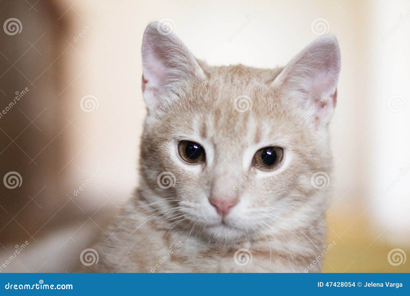 Yellow Cat stock photo. Image of pets, nose, relaxation - 47428054