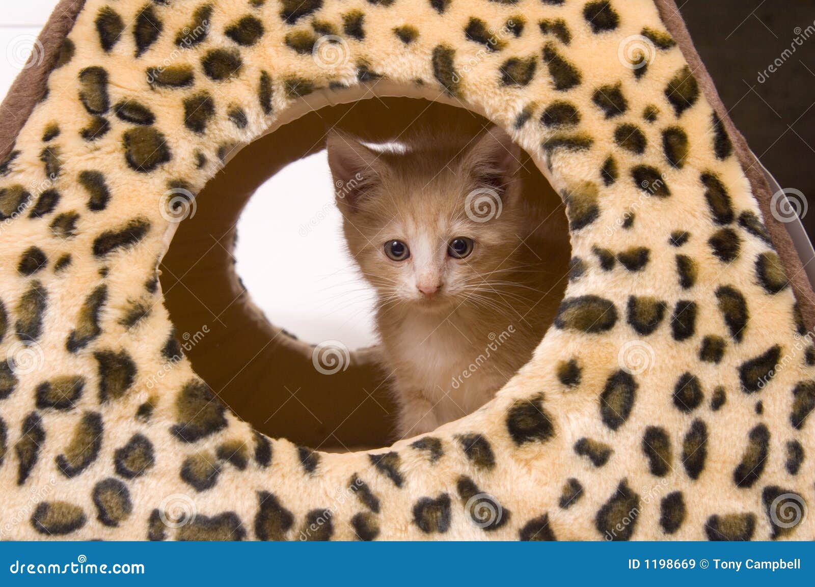 Yellow cat hiding in house stock image. Image of hole - 1198669