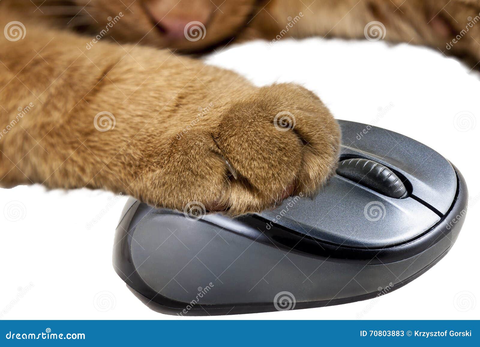 Yellow Cat Holding a Computer Mouse Stock Image - Image of device ...