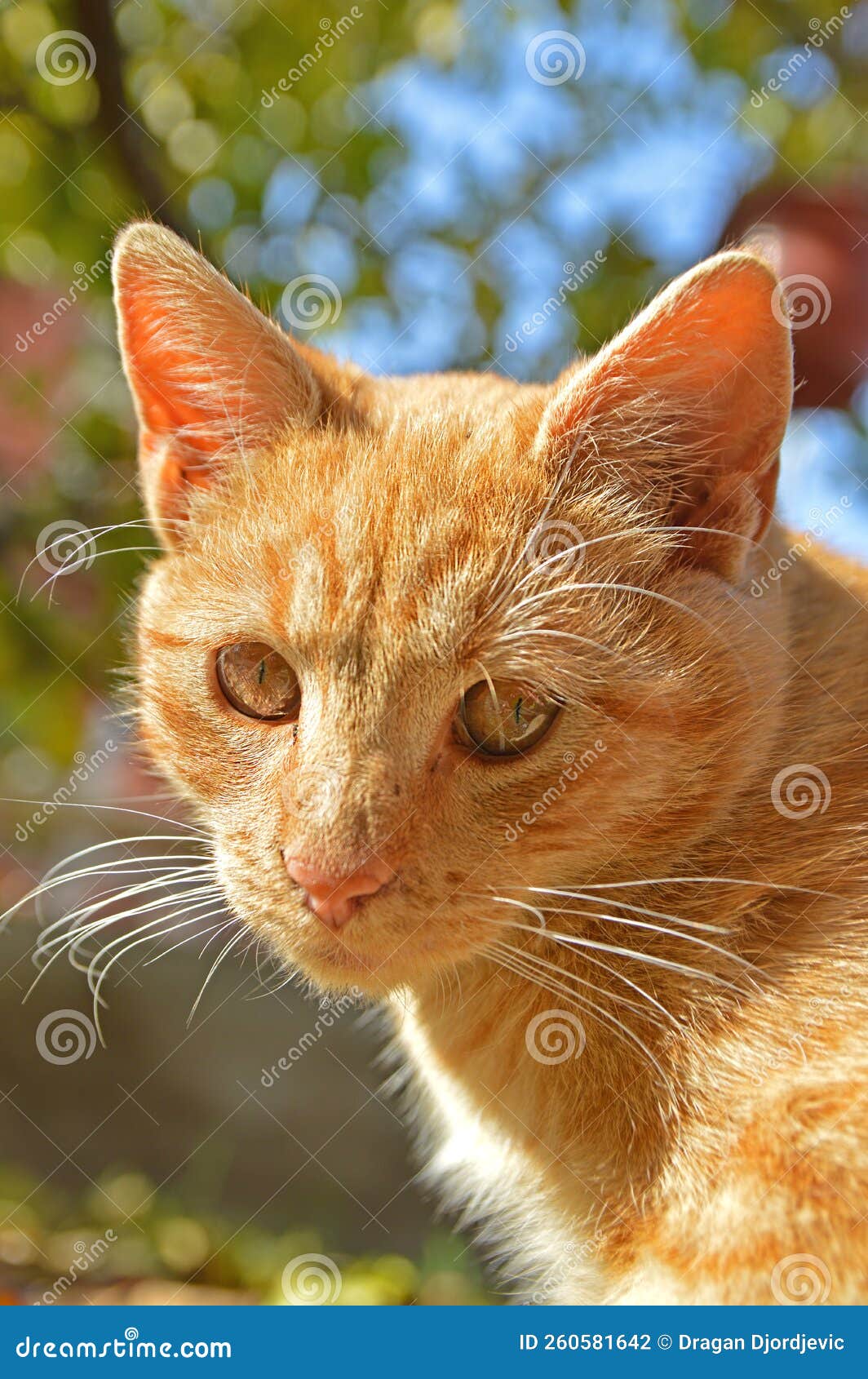 Yellow cat like tiger stock photo. Image of serbiann - 260581642