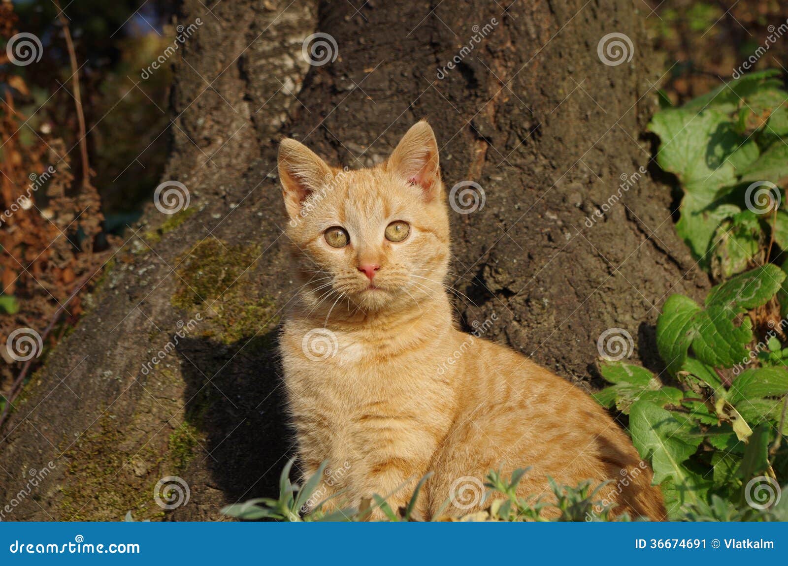 Yellow cat stock image. Image of nature, view, domestic - 36674691