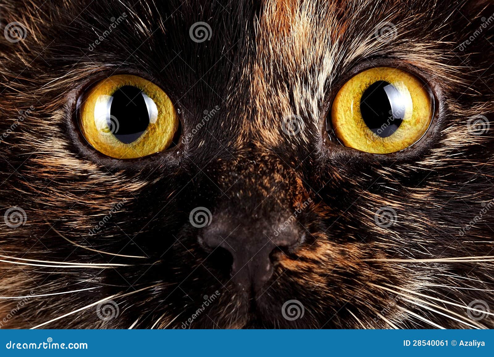 Yellow cat s eyes stock image. Image of nature, vertebrate - 28540061