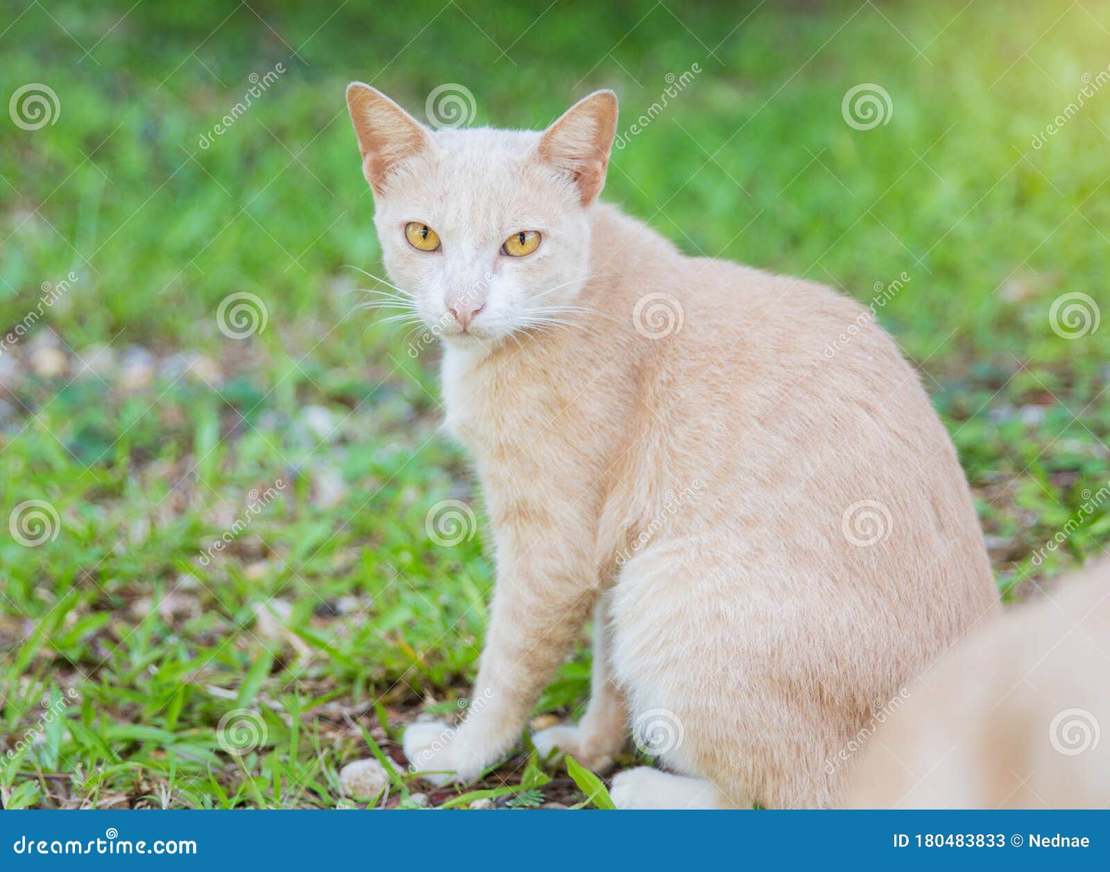 Yellow Cat Sitting on Grass Stock Image - Image of garden, gaze: 180483833
