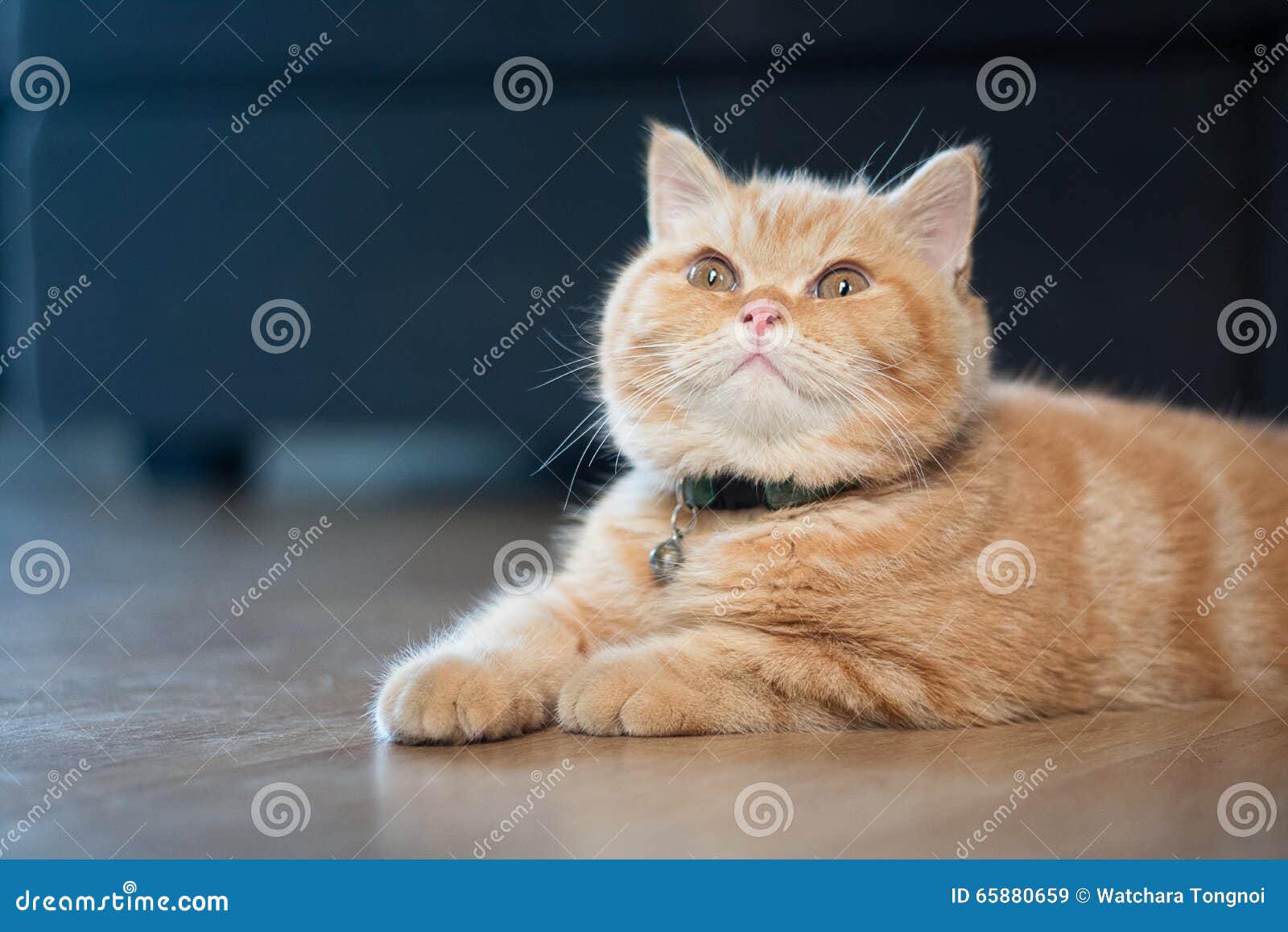 Yellow Cat Sitting in House on Wood Floor Stock Image - Image of cute ...