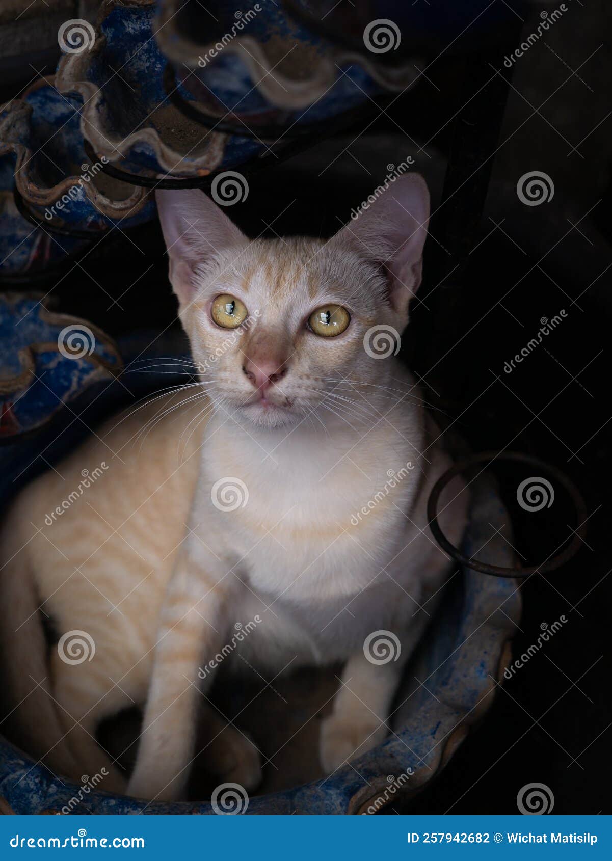 Yellow Cat Sitting on Pot stock photo. Image of breed - 257942682