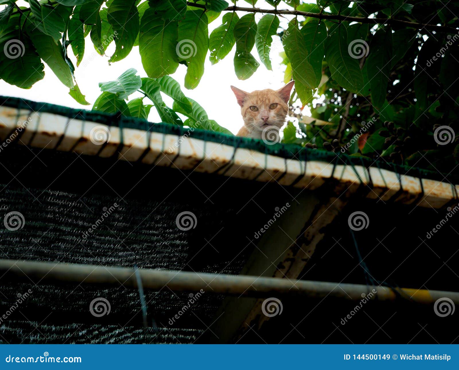 Yellow Cat Sitting on the Roof Stock Image - Image of copyspace ...
